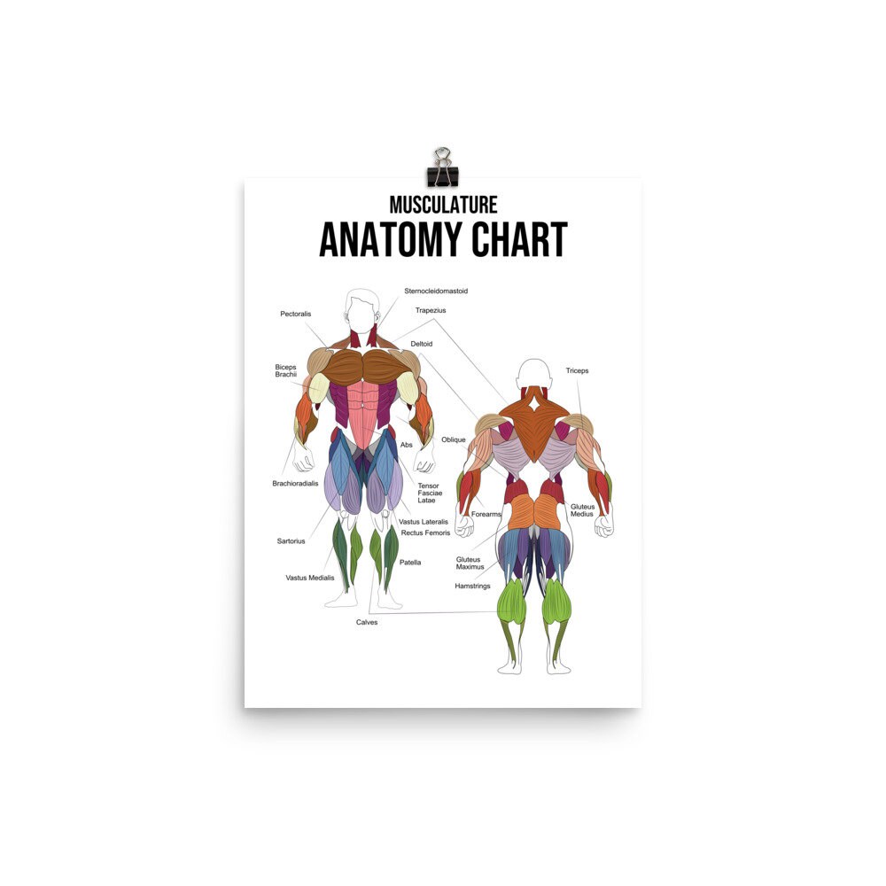 Musculature Anatomy Chart Gym Poster Bodybuilding - Etsy