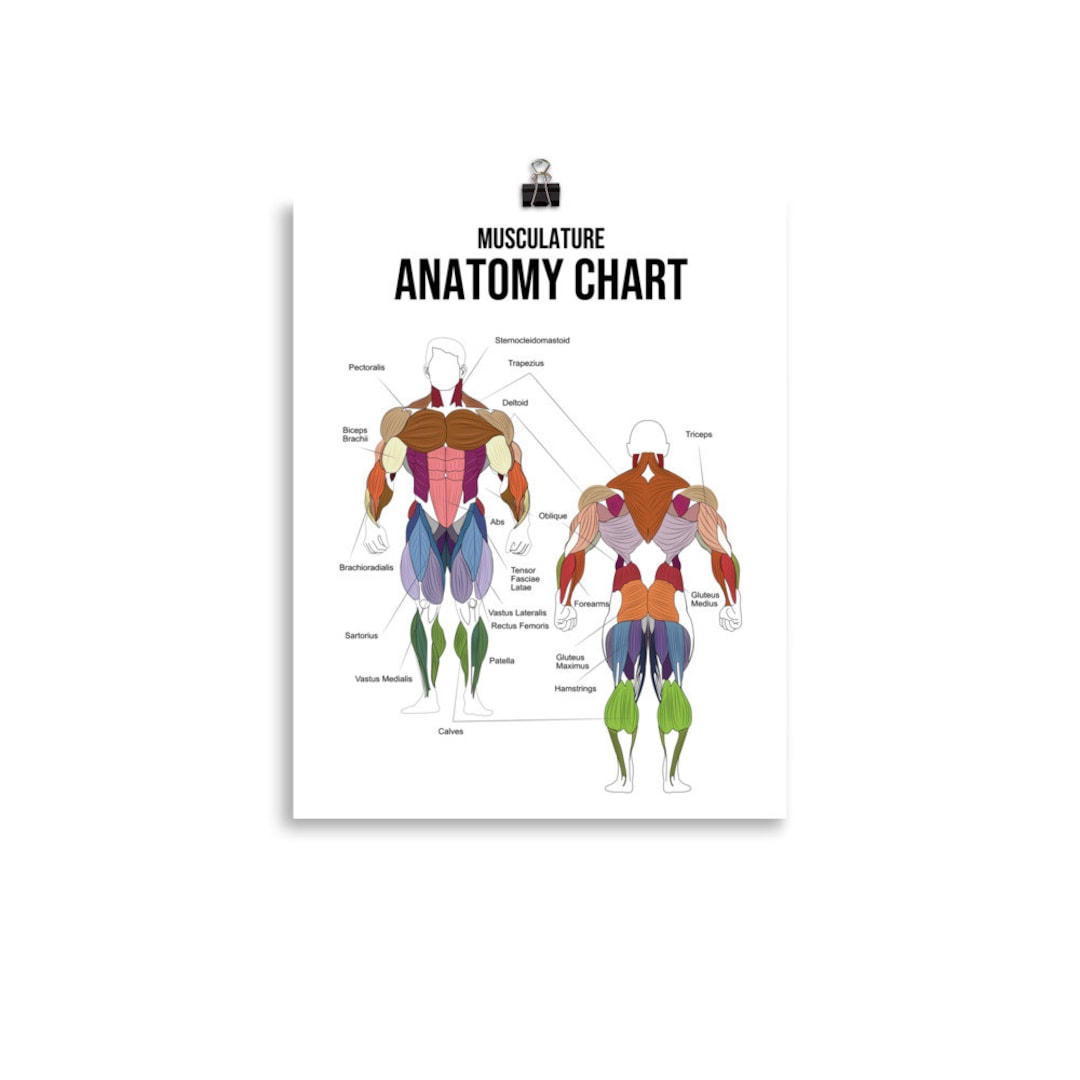 Musculature Anatomy Chart, Gym Poster, Bodybuilding, Weightlifting ...