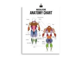 Gym Muscle Poster - Etsy