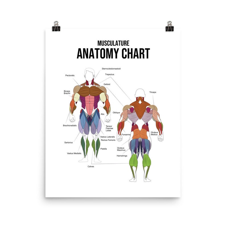 Musculature Anatomy Chart Gym Poster Bodybuilding - Etsy
