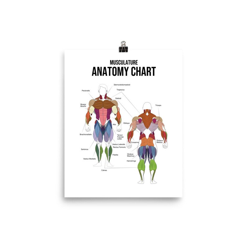 Musculature Anatomy Chart Gym Poster Bodybuilding - Etsy