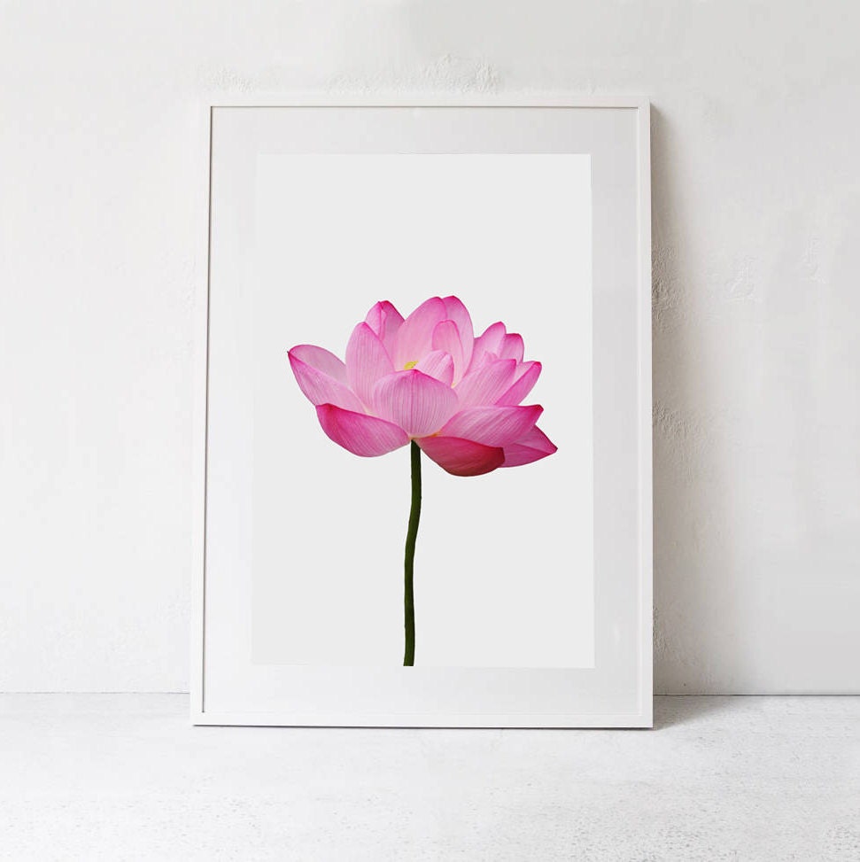Lotus Flower Print, Floral Photography Download Digital Print, Lotus ...
