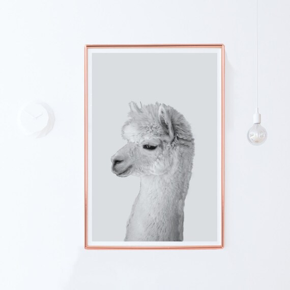 alpaca print,alpaca wall art,nursery print,alpaca animal,printable ...