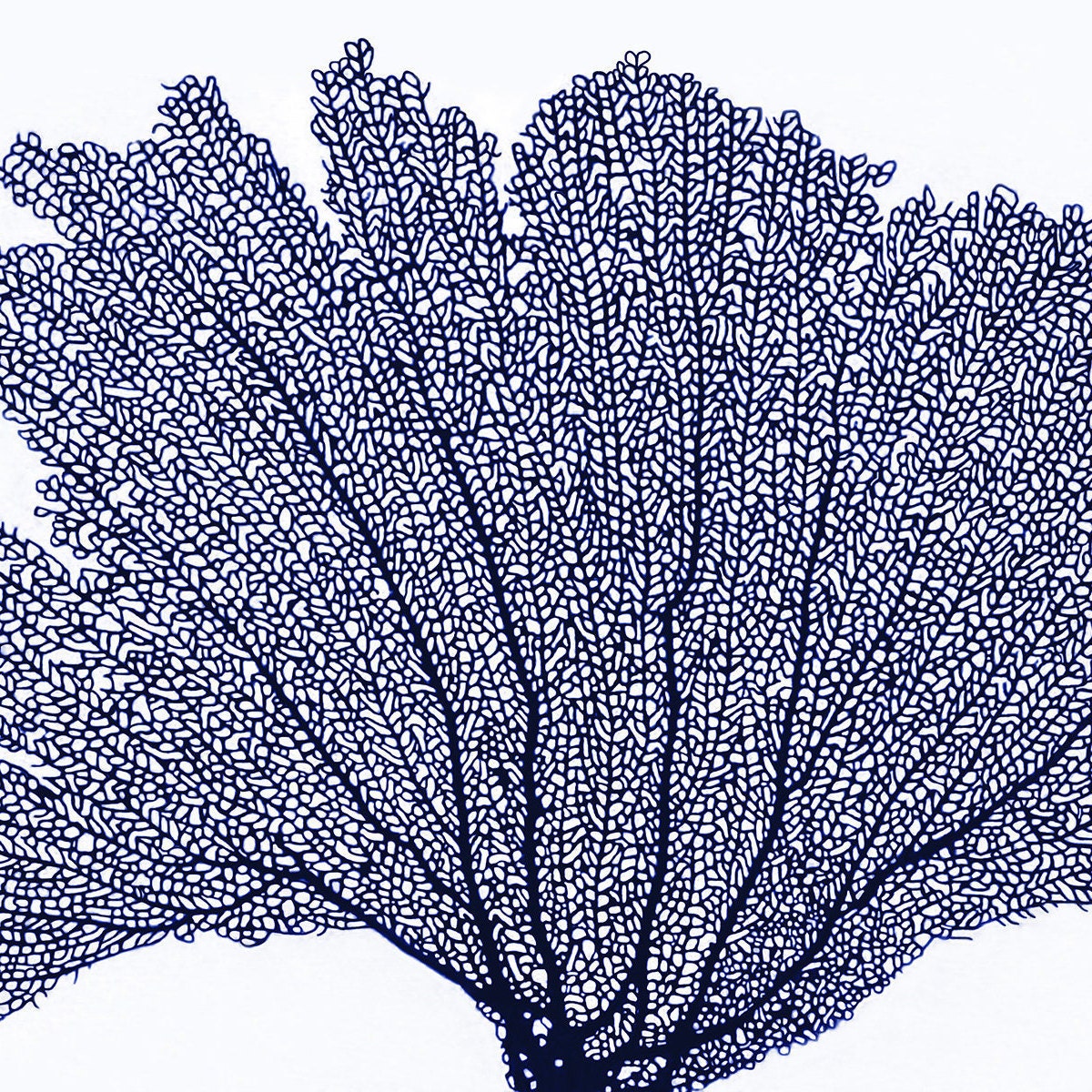 Nautical Decor, Sea Coral Print DOWNLOAD Nautical Art Print, Blue ...