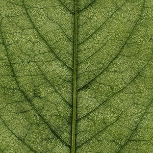 Green Art Print, Green Leaf Print: Large Poster Download. Botanical Art ...