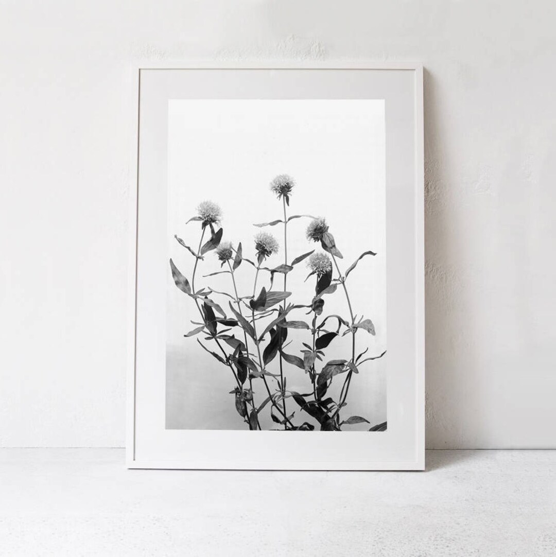 Wildflower Photo Print, Black and White Print Nature Photography ...