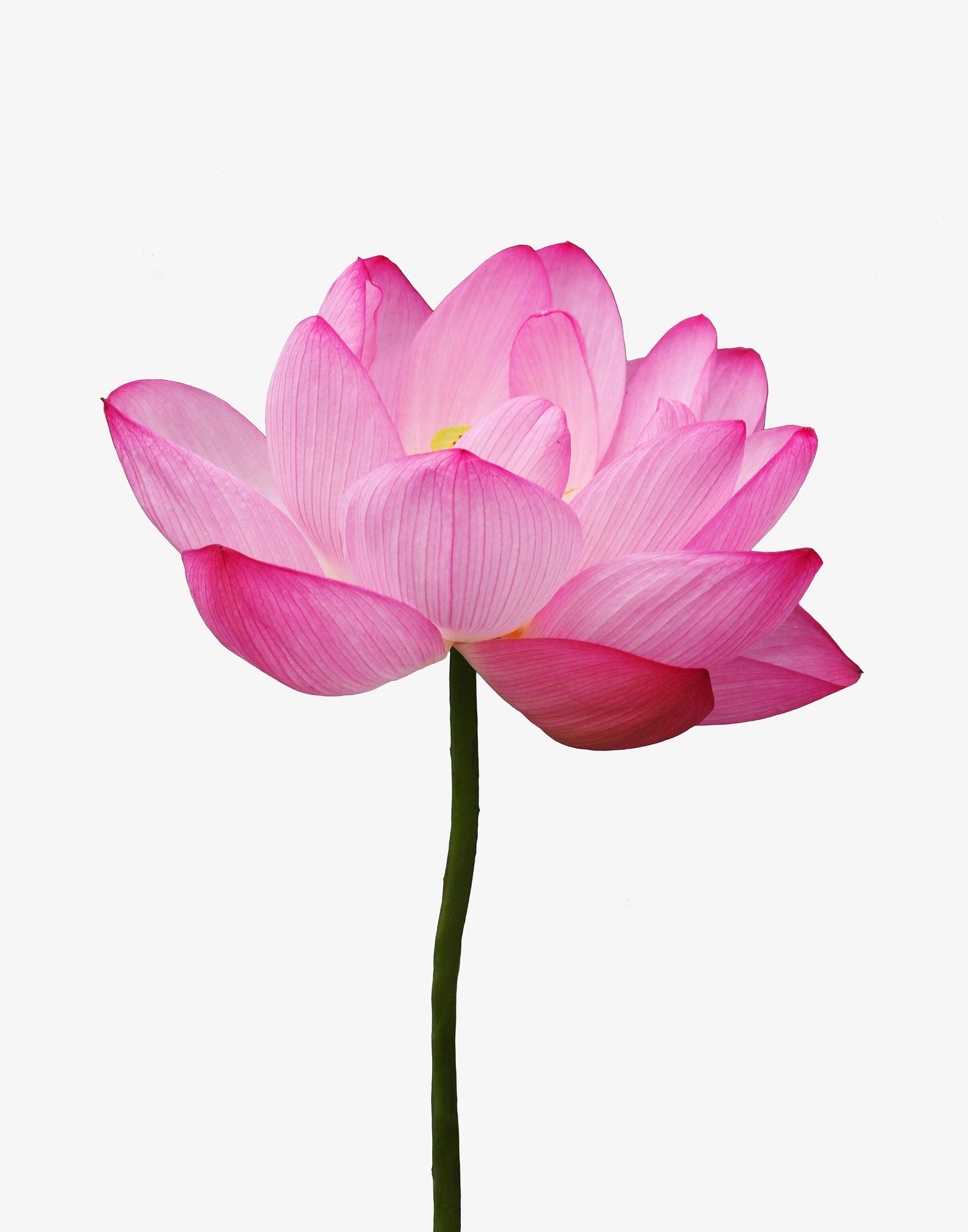 Lotus Flower Print Floral Photography Download Digital Print | Etsy