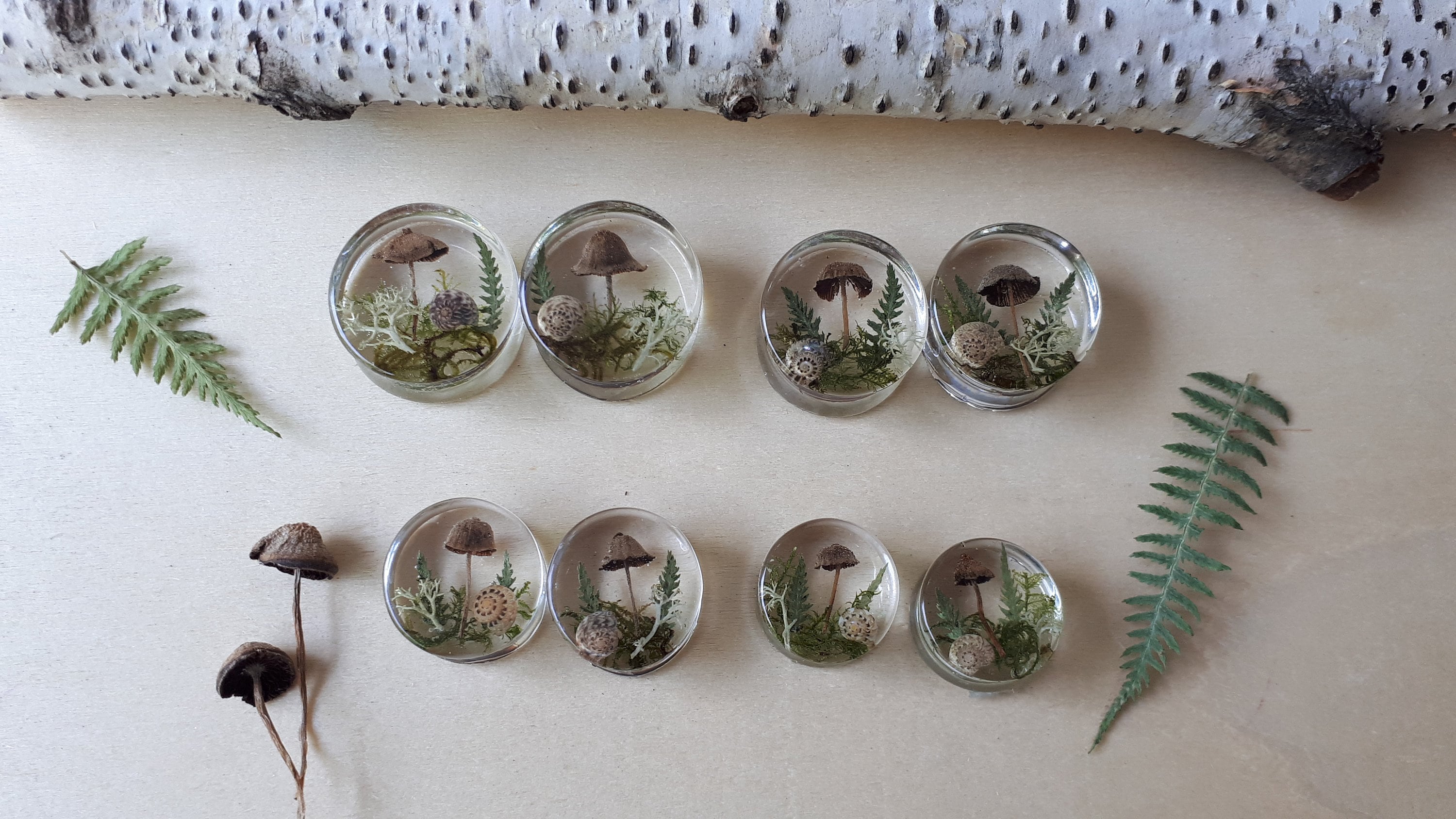 Mushroom Moss Ear Plugs Gauges Real Preserved Specimens in - Etsy Canada