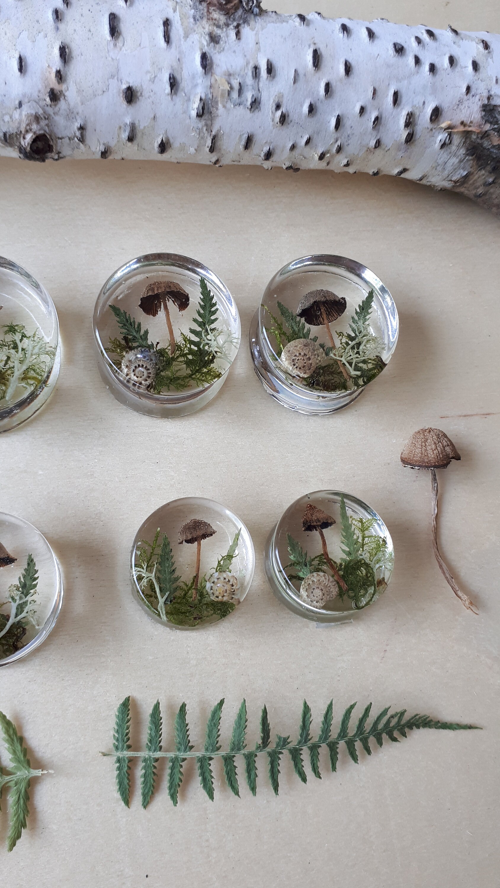 Mushroom Moss Ear Plugs Gauges Real Preserved Specimens in - Etsy Canada