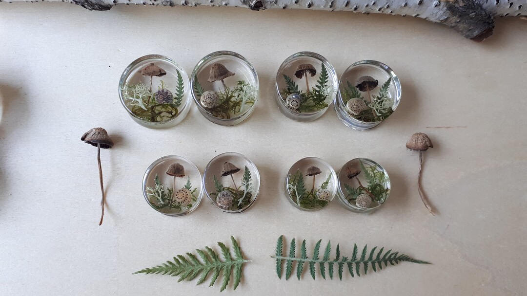 Mushroom Moss Ear Plugs Gauges Real Preserved Specimens in Resin ...