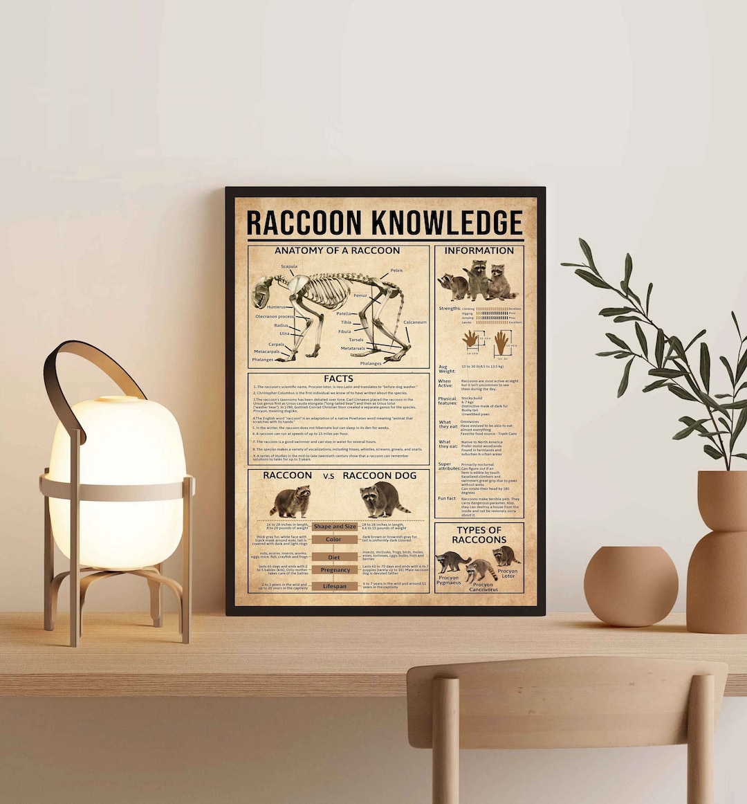 Unframed Raccoon Knowledge Poster, All About Raccoon, Knowledge Poster ...