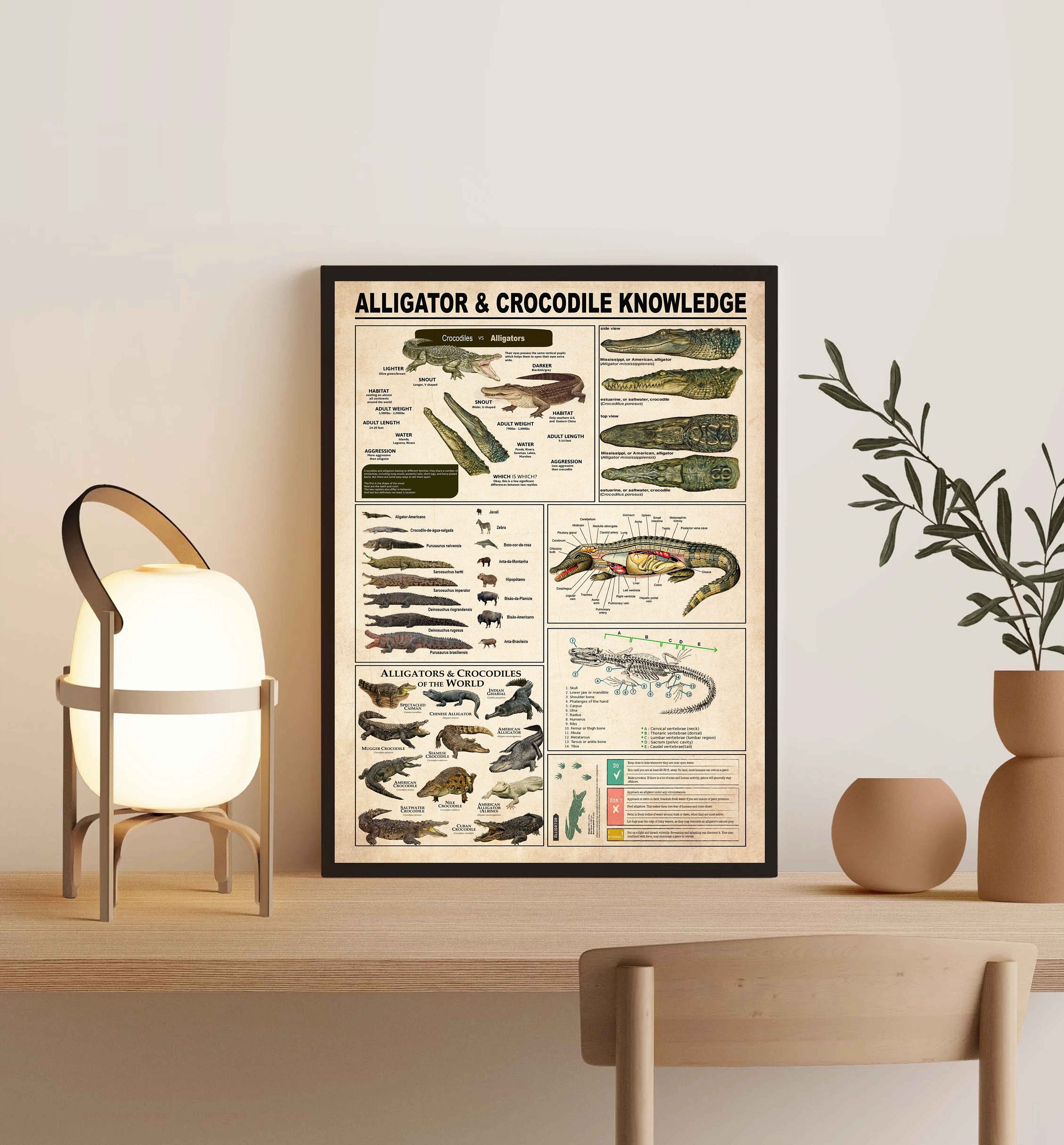 Alligator and Crocodile Knowledge Poster, Alligator and Crocodile Wall ...