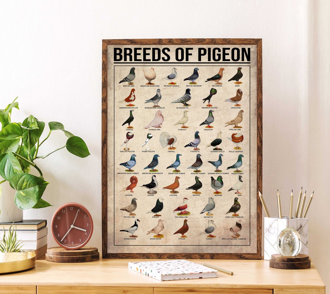 Unframed Breeds of Pigeon Knowledge , Pigeon Lover Gift, Pigeon Vintage ...