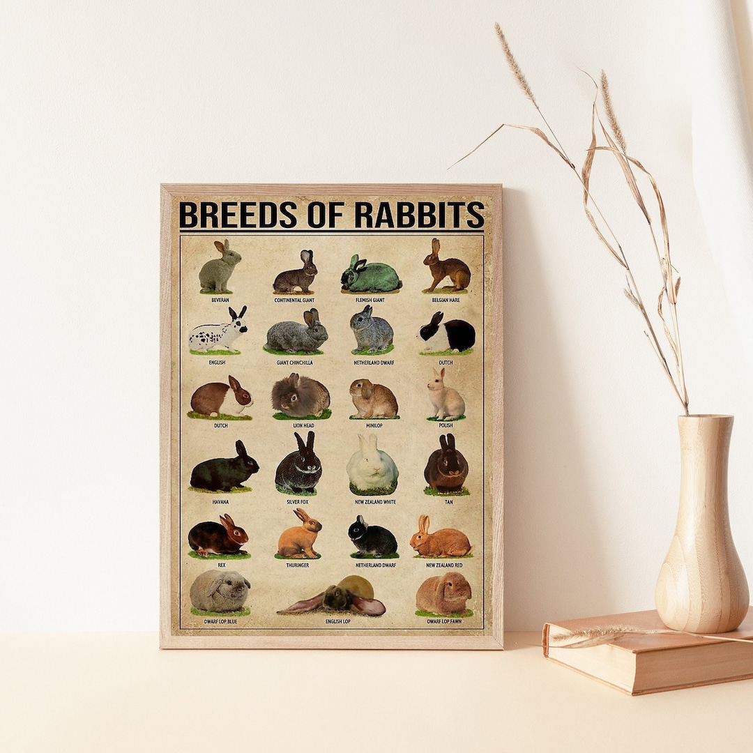 Unframed Breeds of Rabbits Vintage Poster, Rabbit Lover Gift, Rabbit ...