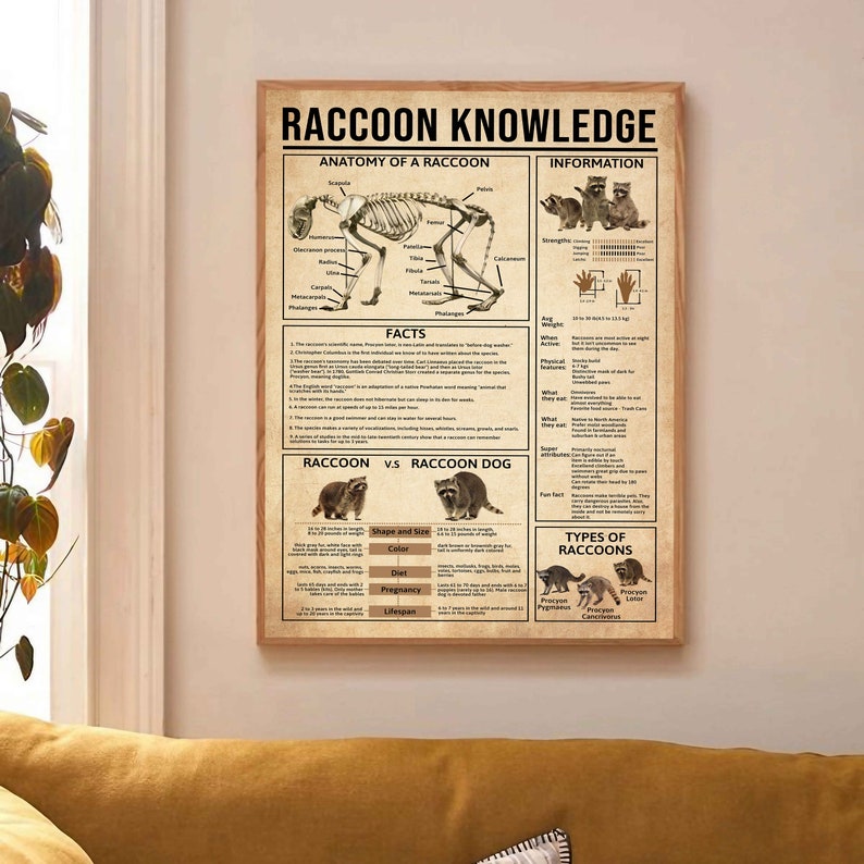 Unframed Raccoon Knowledge Poster, All About Raccoon, Knowledge Poster ...