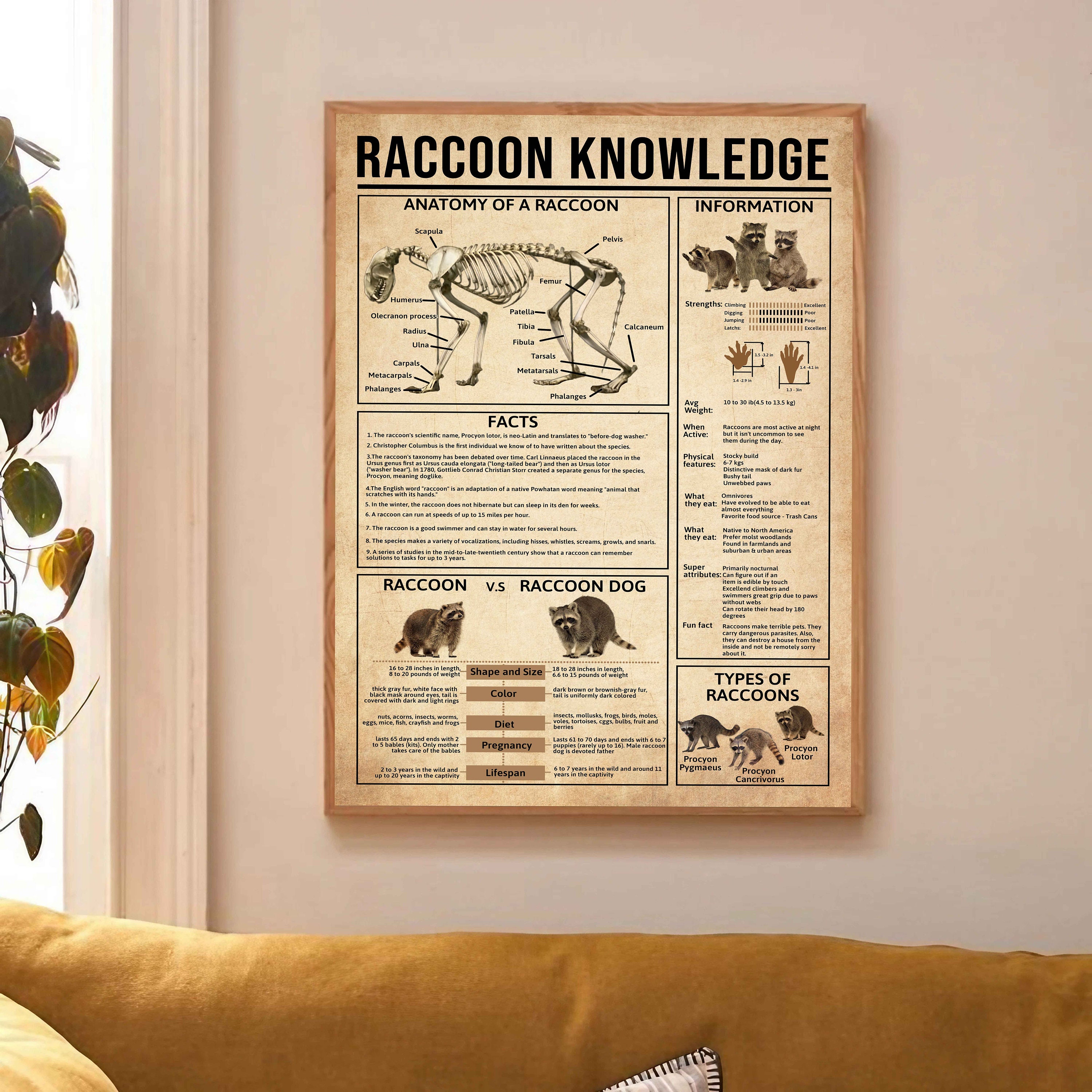 Unframed Raccoon Knowledge Poster, All About Raccoon, Knowledge Poster ...