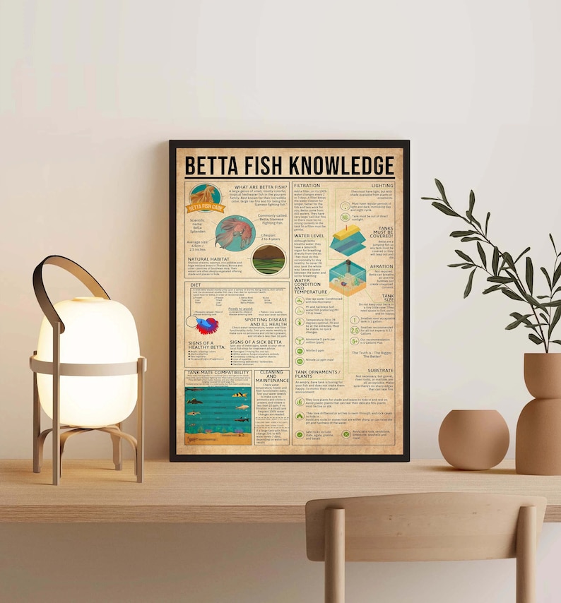 Betta Fish Knowledge Poster, Betta Fish Vintage Art, All About Betta ...
