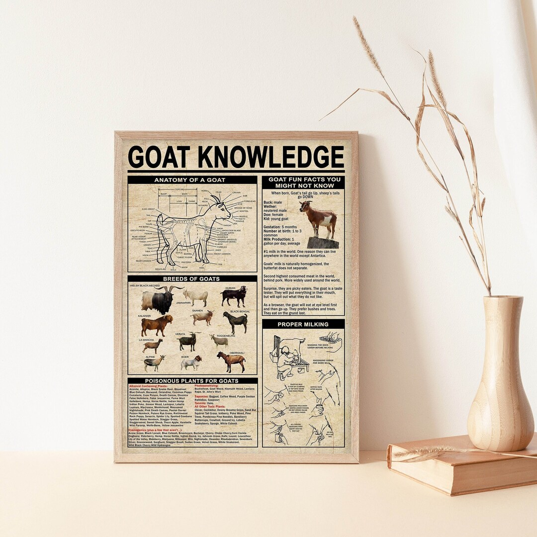 Unframed Goat Knowledge , Anatomy of A Goat, Breeds of Goat, Goat Lover ...
