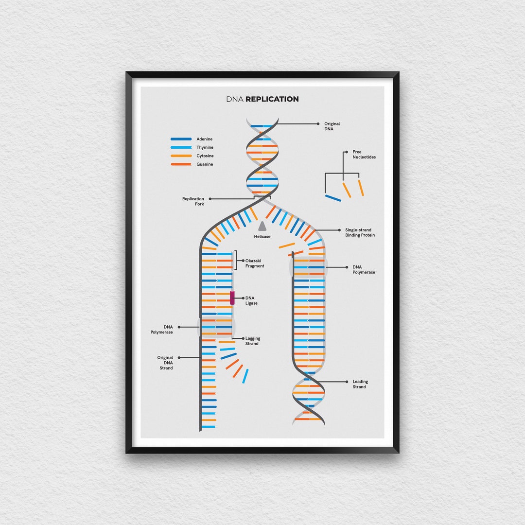DNA Replication Cheat Sheet, High School Classroom Wall Art for Biology ...