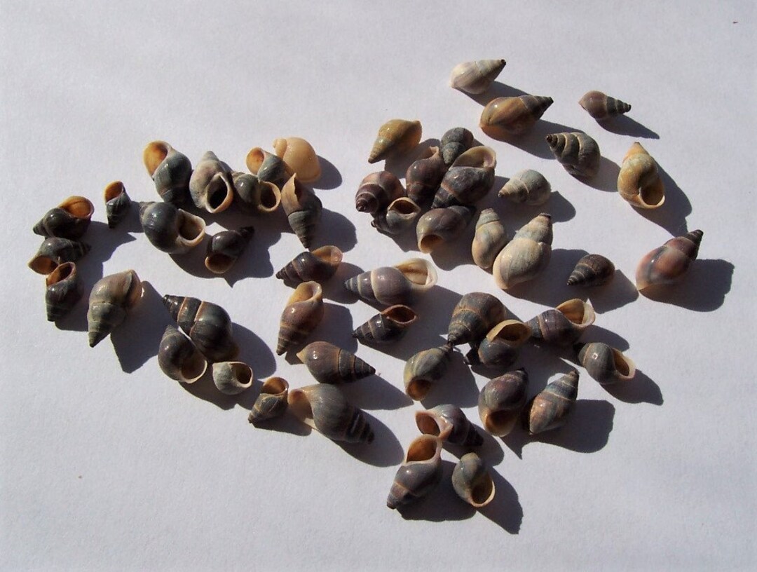 Snail Shells, 50, From the Shores of Lake Michigan for Crafts. Seashell ...