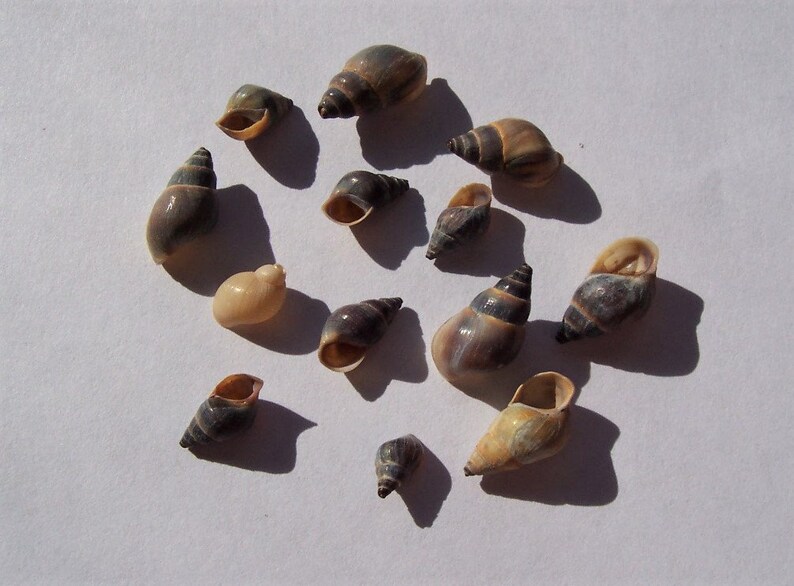 Snail Shells 50 From the Shores of Lake Michigan for Crafts. - Etsy