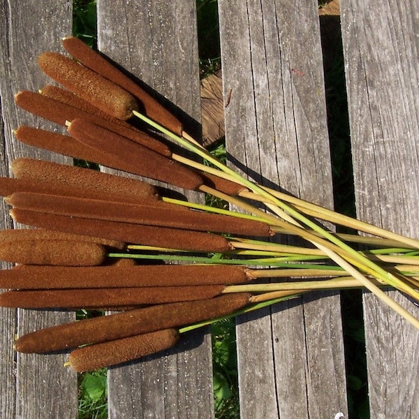 Cattails - Etsy