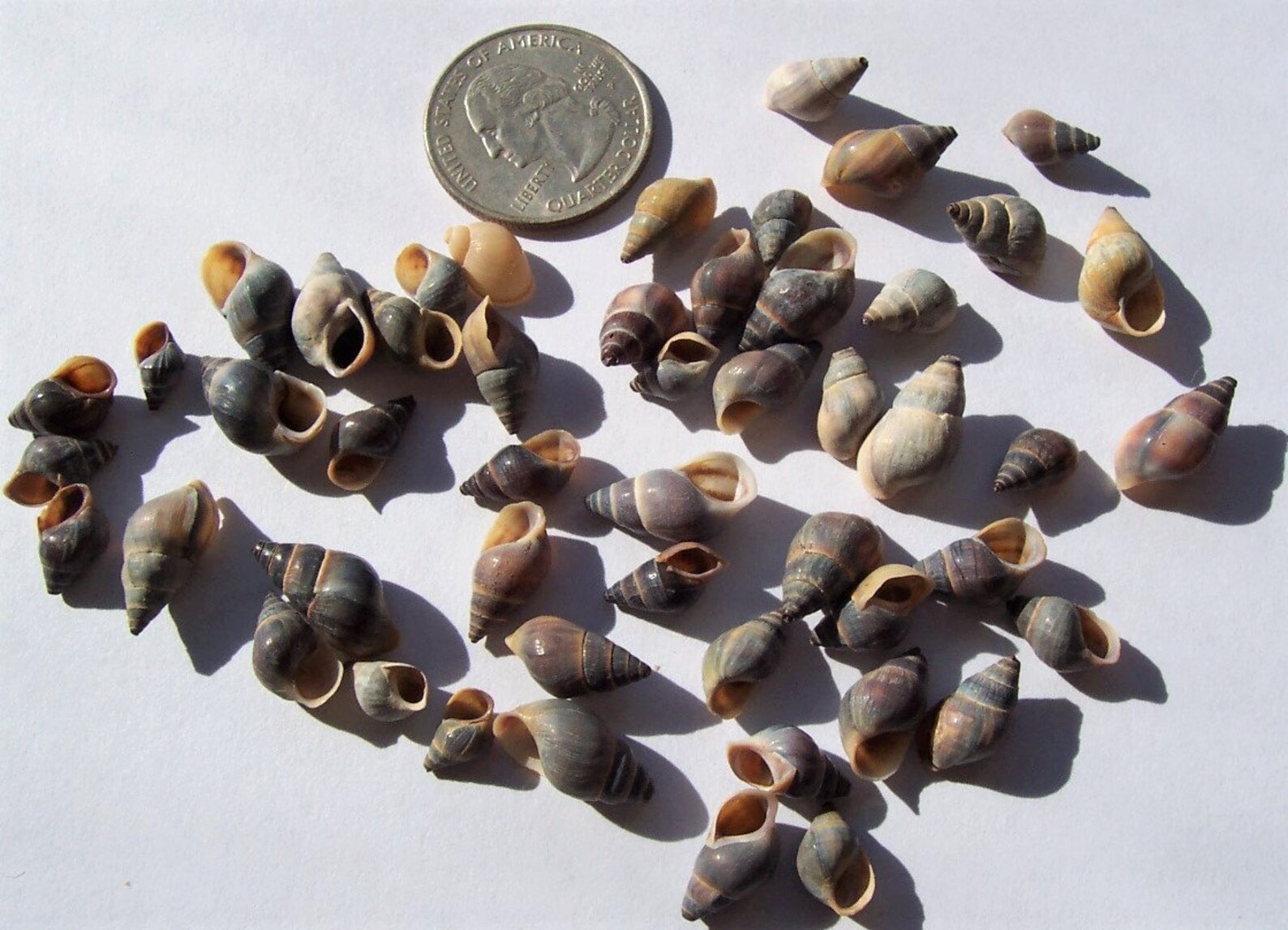 Snail Shells 50 From the Shores of Lake Michigan for Crafts. - Etsy