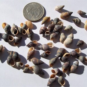 Snail Shells, 50, From the Shores of Lake Michigan for Crafts. Seashell ...