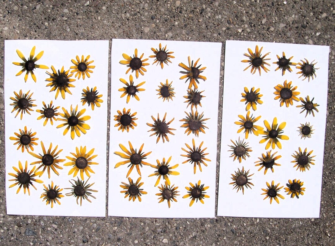 Pressed Flowers From Northern Michigan. Black-eyes Susan, Brown-eyed ...