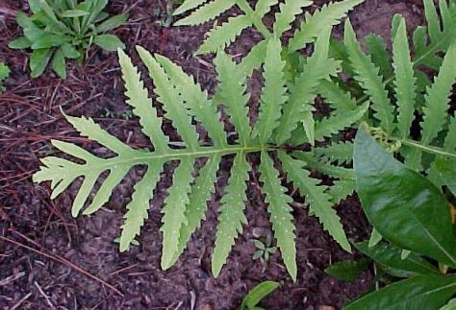 Fern fronds dried ferns Sensitive Fern. Dried flower | Etsy