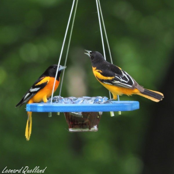 Oriole Feeder - Etsy