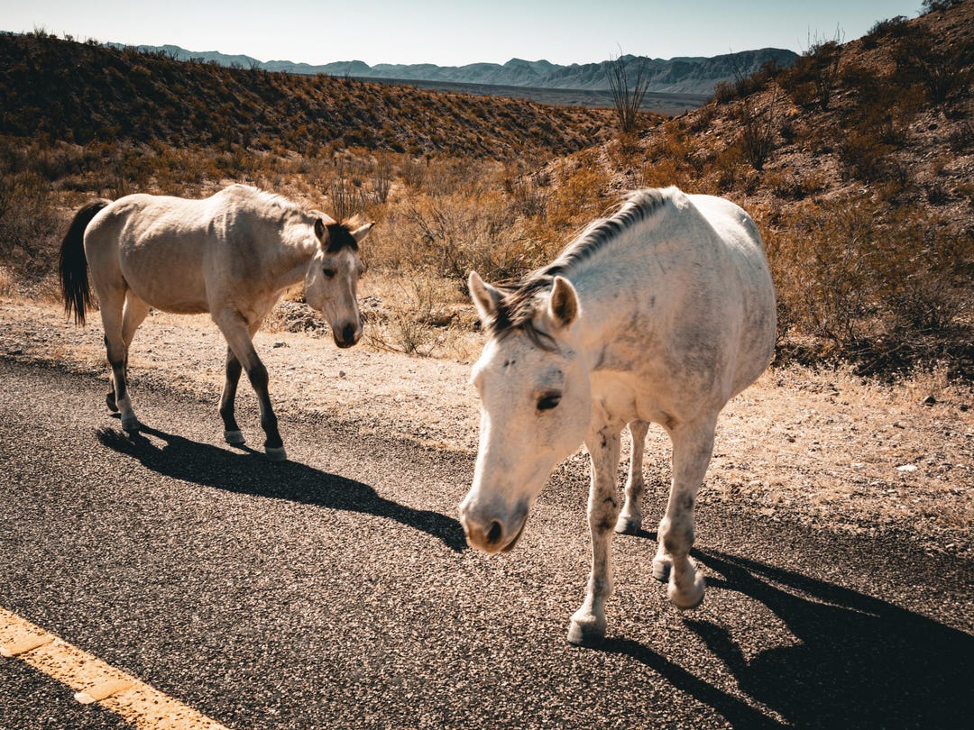 Free Shipping, Wild Horses Roaming the Highway, Canvas Print of ...