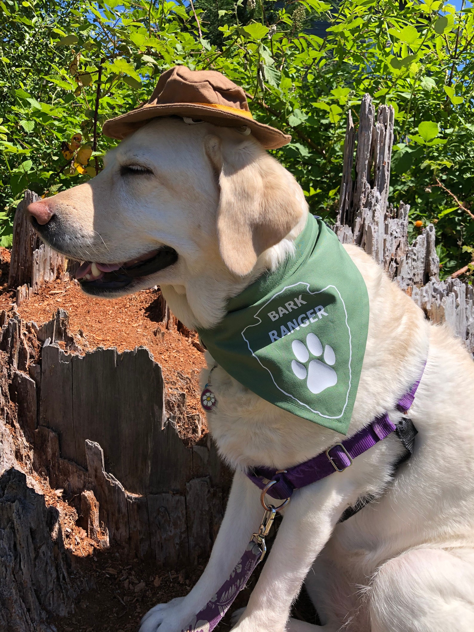 Bark Ranger Dog Bandana | Etsy