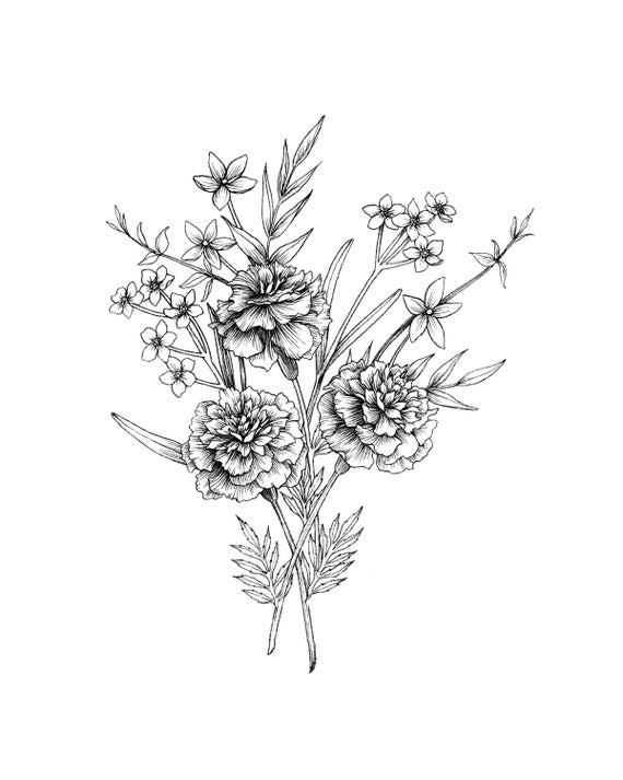 Marigold Botanical Illustration