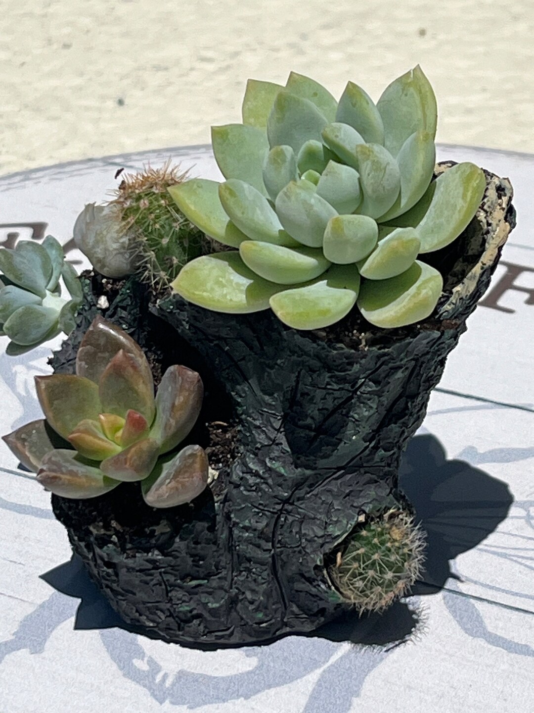 Mini Succulent Garden in Artificial Mini Tree Stump Resin - Etsy