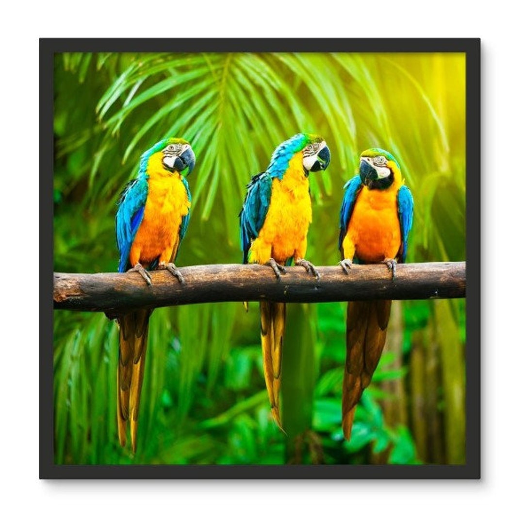 Framed Macaw Parrot Photo Tile. Adhesive Photo Tile for Home Decoration ...