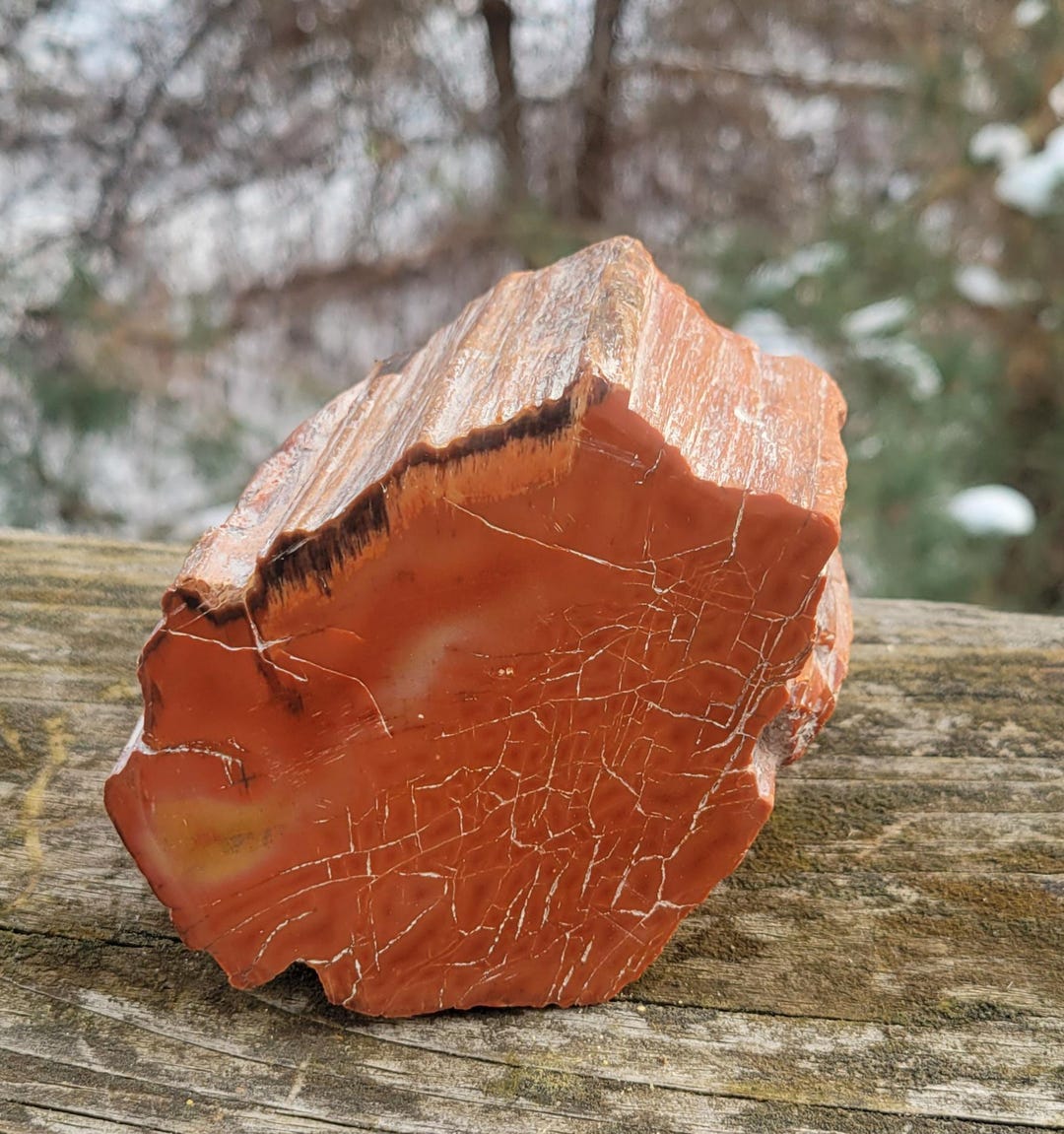 A Spectacular Polished Section of Arizona Rainbow Petrified Wood - Etsy