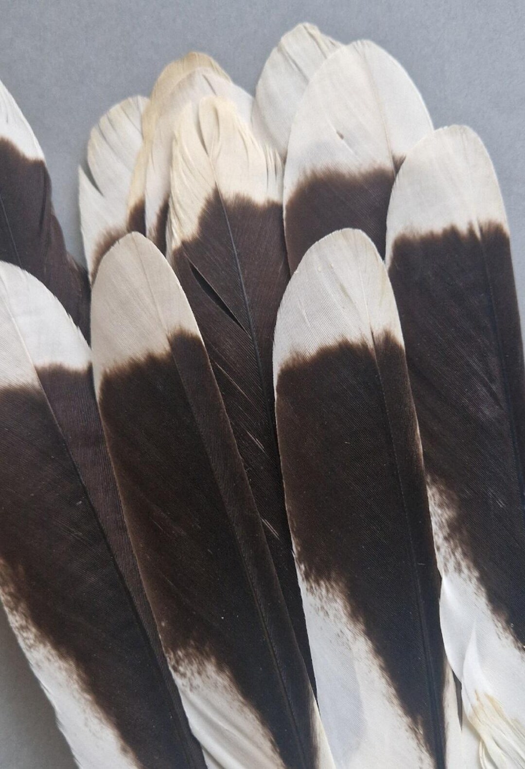 Rare Black and White Bird Tail Feathers Naturally Molted Cruelty Free ...
