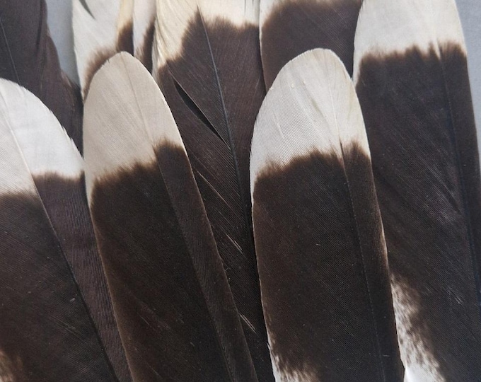 Naturally Molted Large Feathers. - Etsy Canada