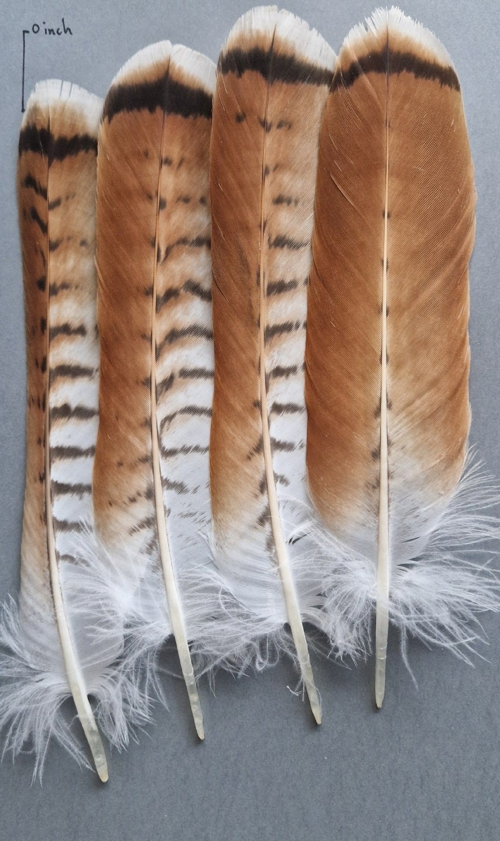Rare Striped Natually Red Feathers. Perfect for Smudge, Tribe, Wicca ...