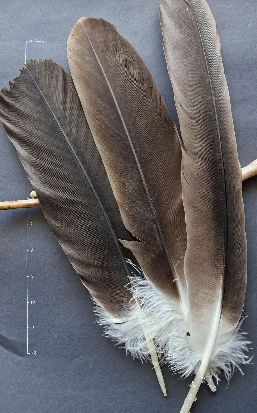 Naturally Molted Feathers Cruelty Free. - Etsy