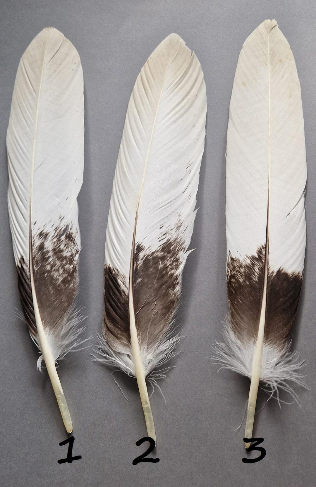 Rare Black and White Bird Tail Feathers Naturally Molted Cruelty Free ...
