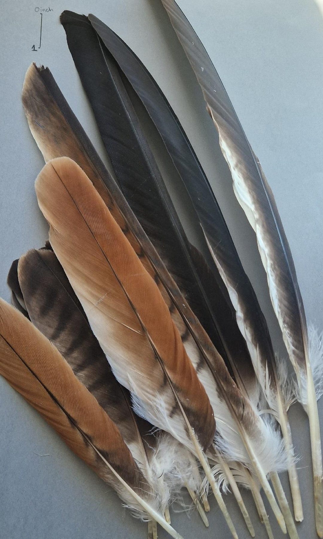 Rare Red Kite Feathers Naturally Striped - Etsy UK