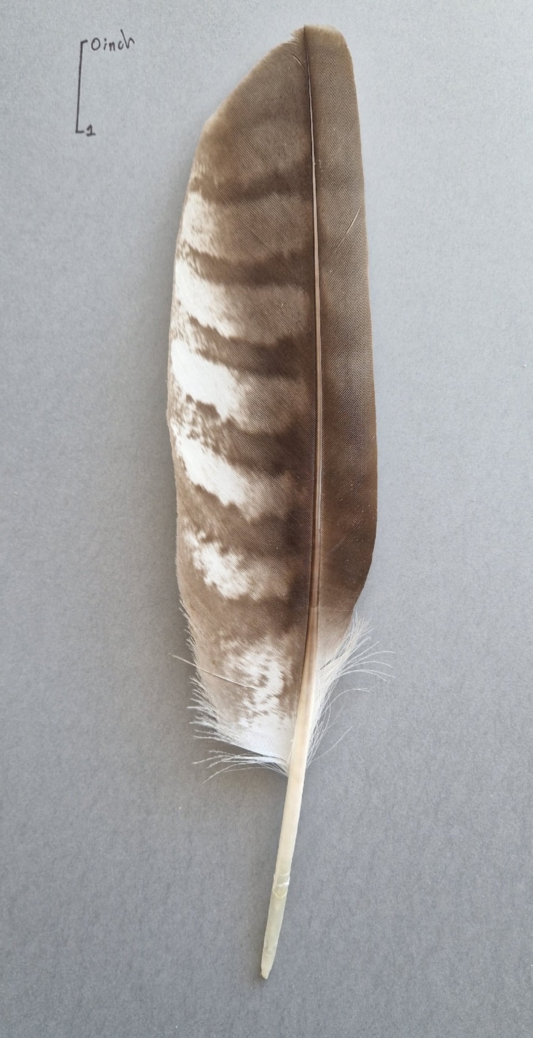 Rare Naturally Molted Feather Hawk - Etsy