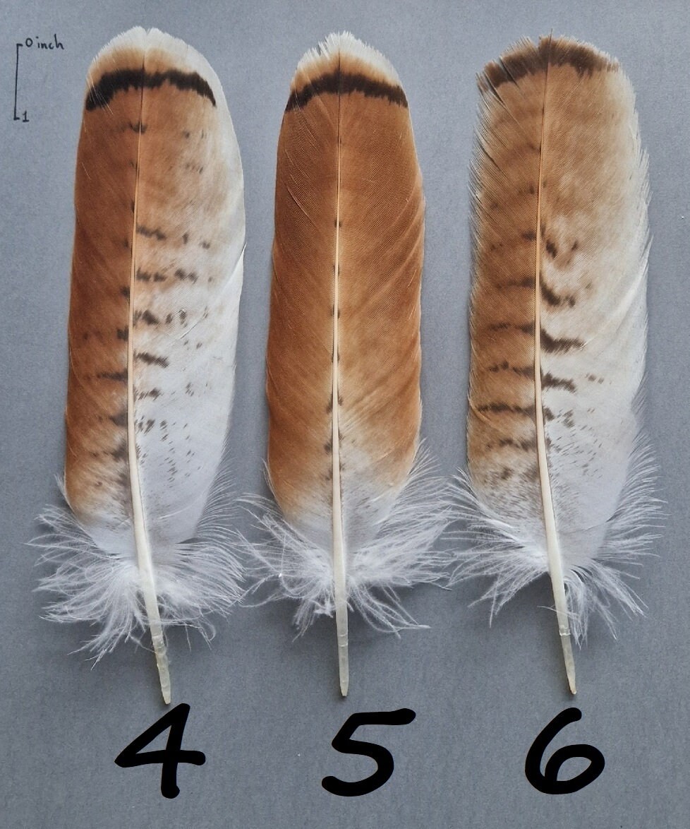 Rare Striped Natually Red Feathers. Perfect for Smudge, Tribe, Wicca ...