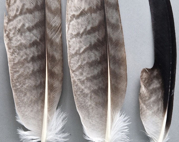 Naturally Molted Large Feathers. - Etsy Canada