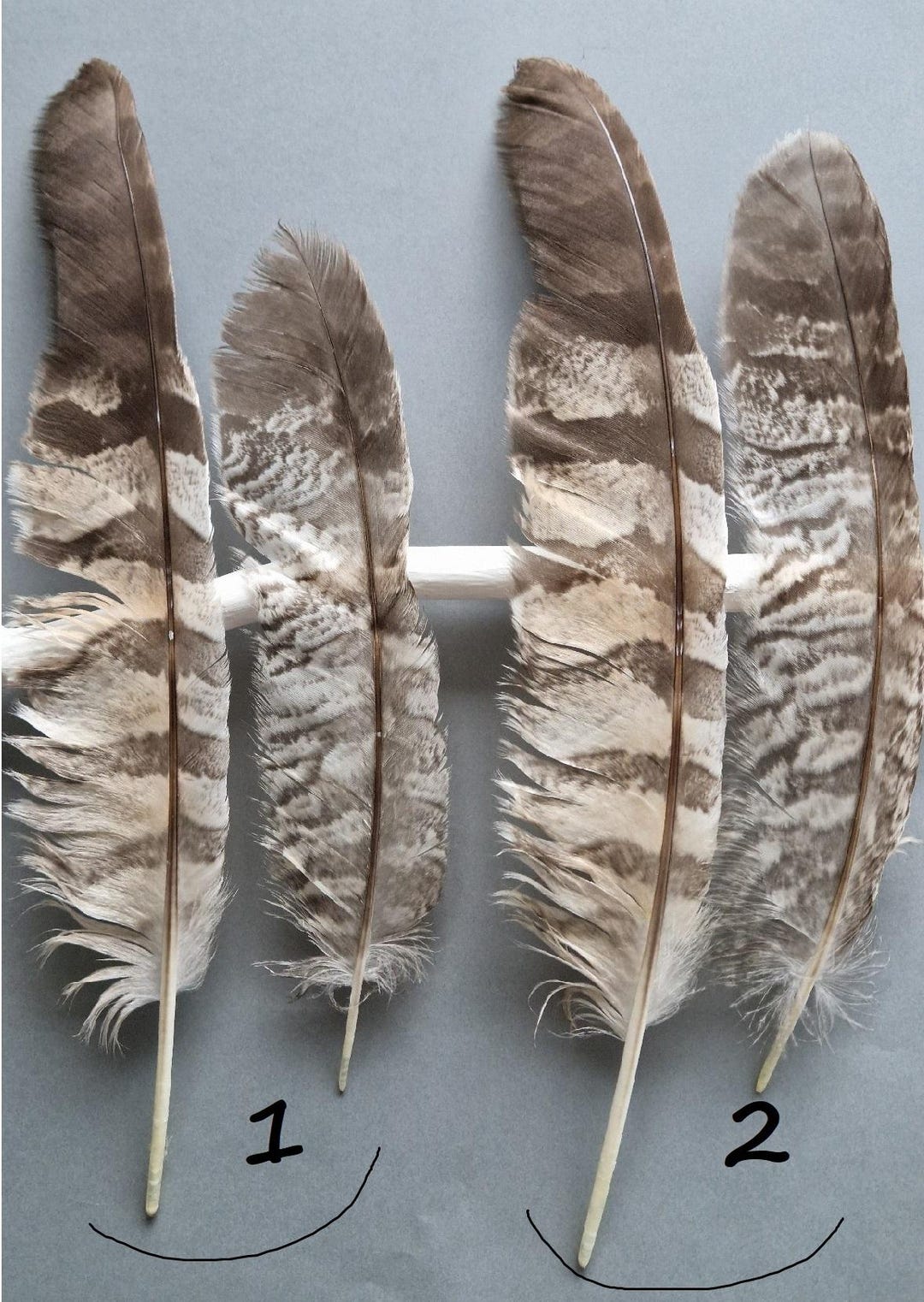 Large Feathers - Etsy