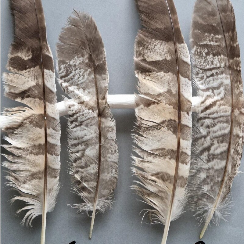 Large Feathers - Etsy