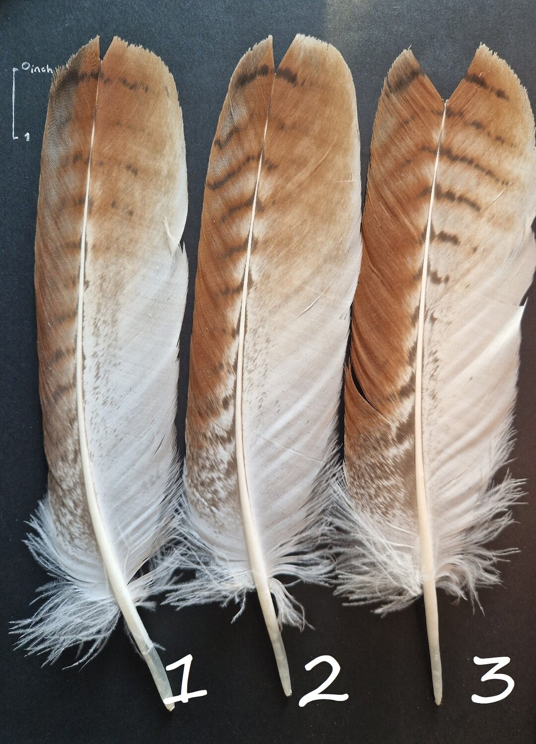 Large Rare Striped Hybrid Hawk Feathers. Naturally Molted. - Etsy Canada