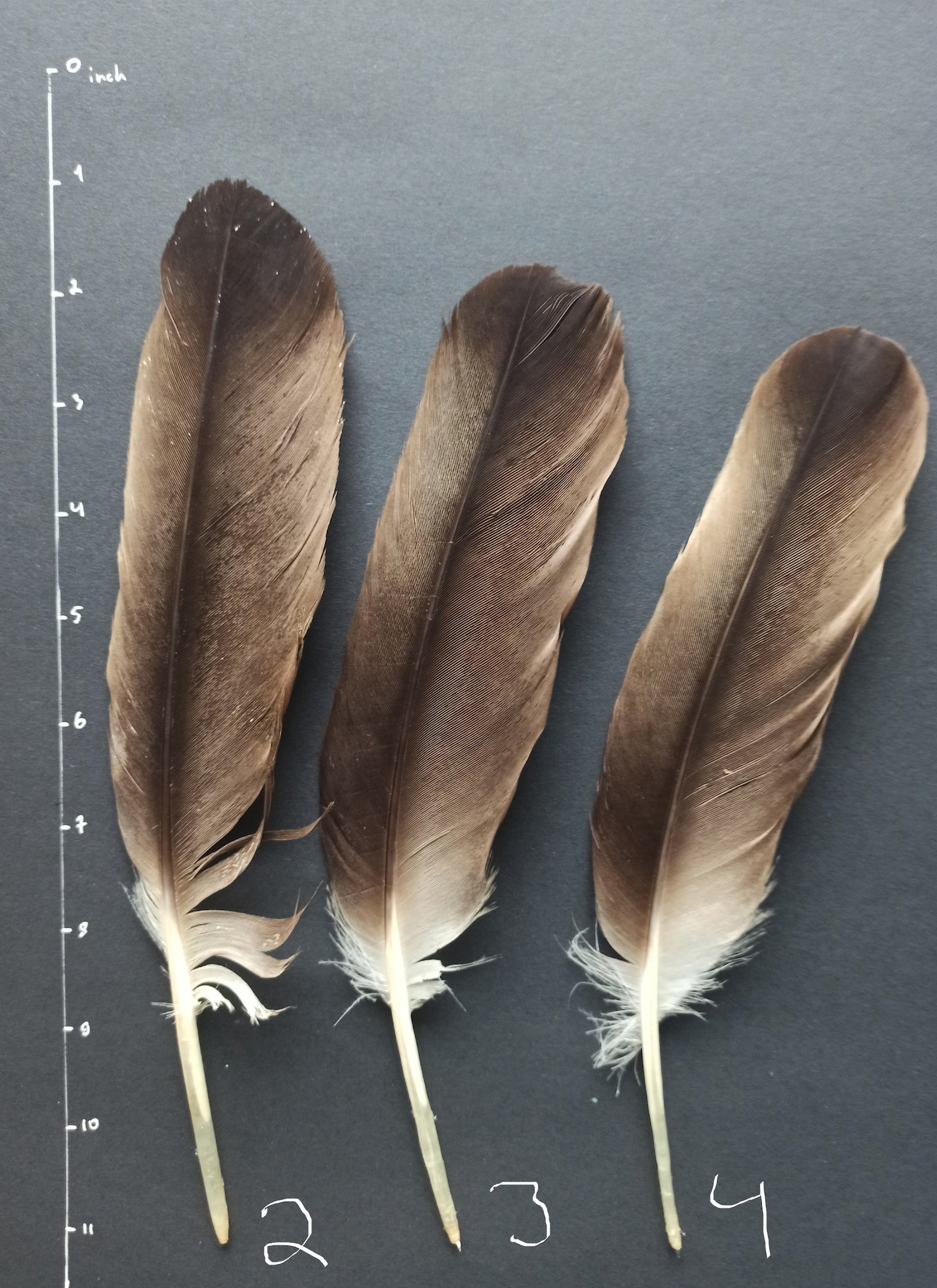 Feathers From Old Taxidermy of Egyptian Vulture - Etsy